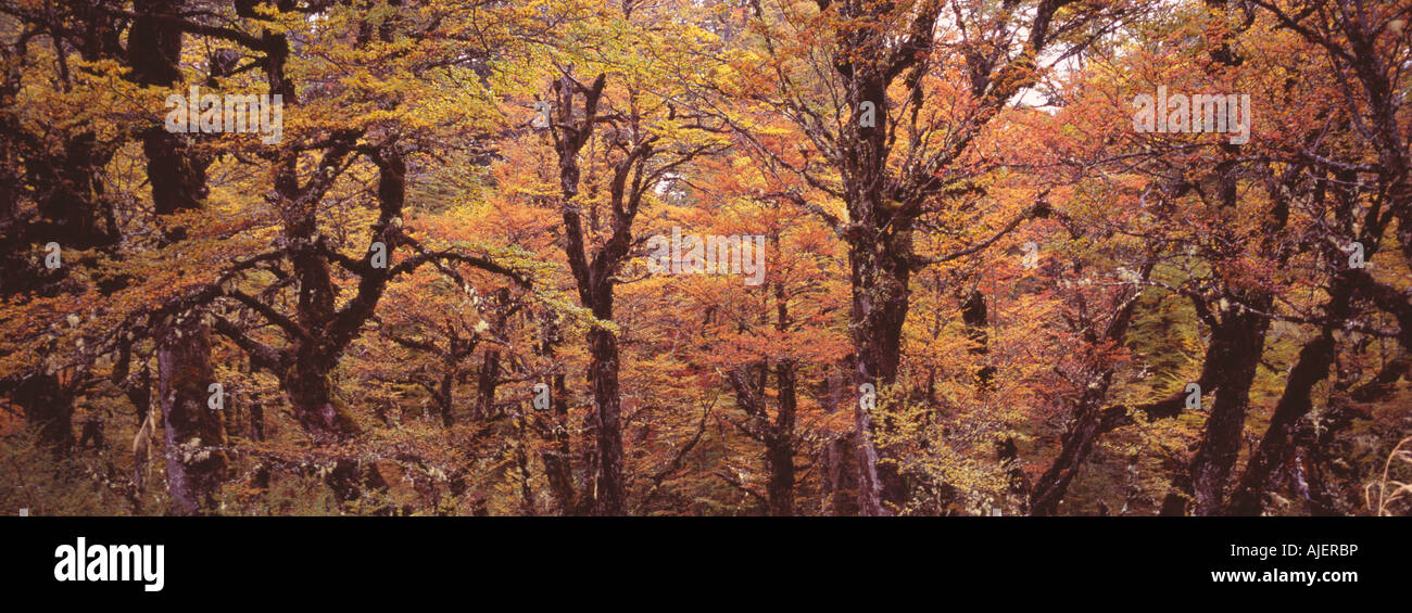 autumn trees, southern Chile Stock Photo - Alamy