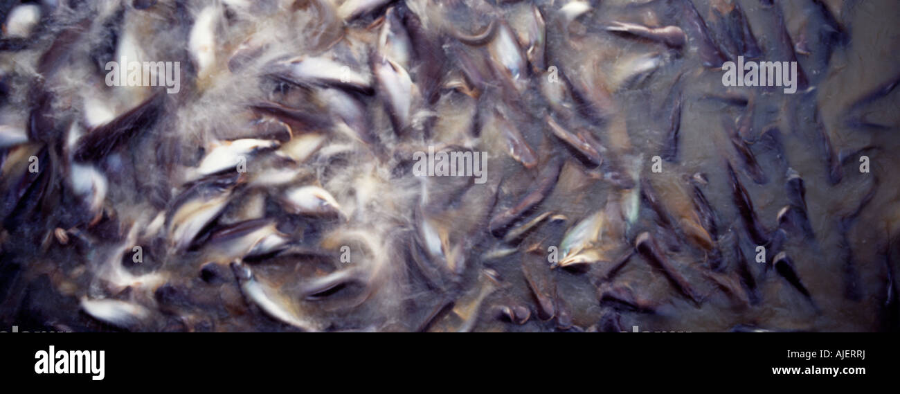 lots of fish in river water Stock Photo - Alamy