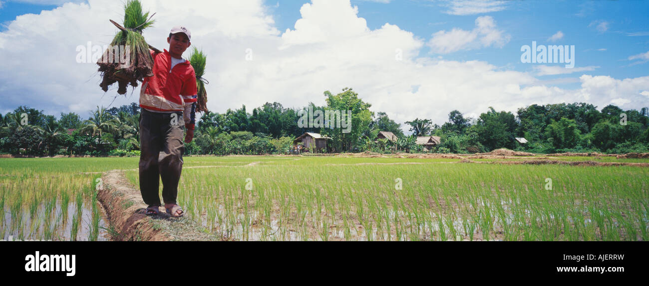 Man carrying rice paddy field hi-res stock photography and images - Alamy