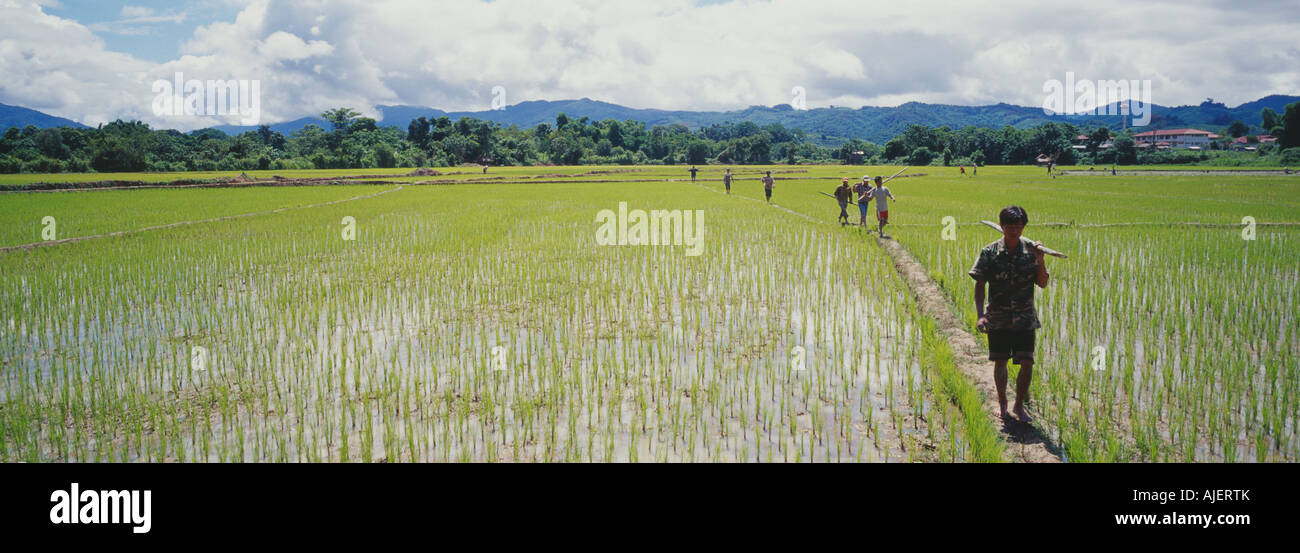 man walking down paddy field, Laos Stock Photo - Alamy