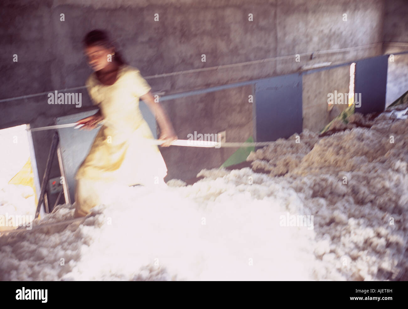 women cotton picker worker Gujarat India Stock Photo - Alamy