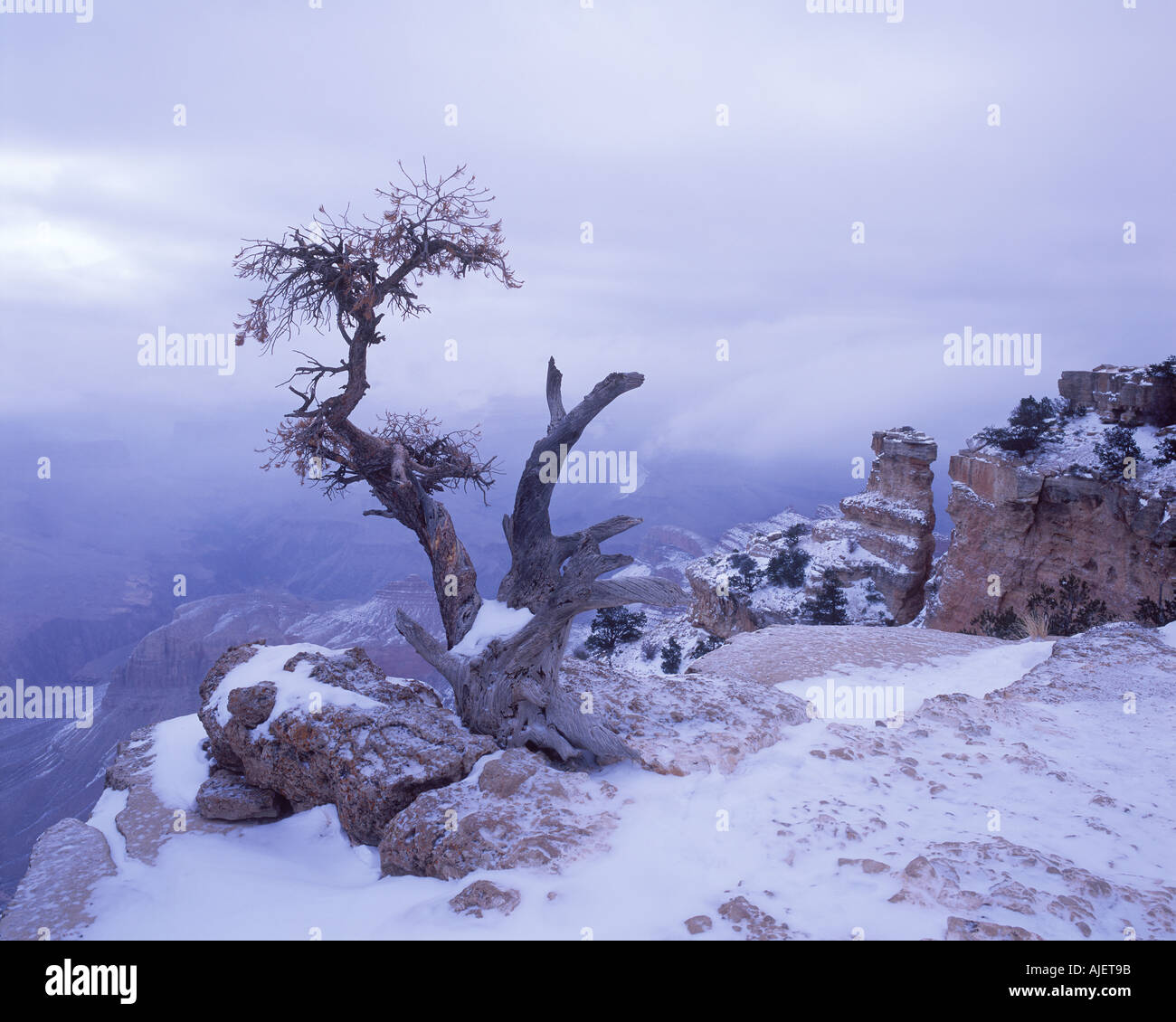 Lonely sculpted tree hi-res stock photography and images - Alamy
