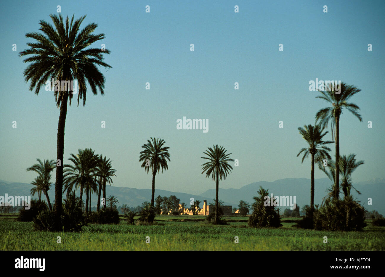 Marrakech the landscape just outside the gates Stock Photo - Alamy