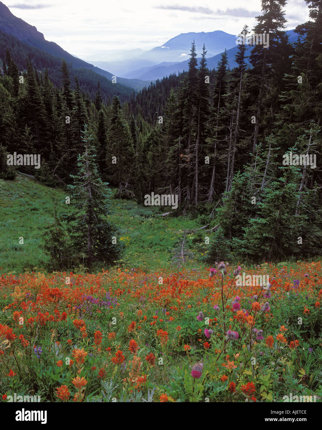 Summer wildflowers and distant mountains Hurricane Ridge Road Olympic ...