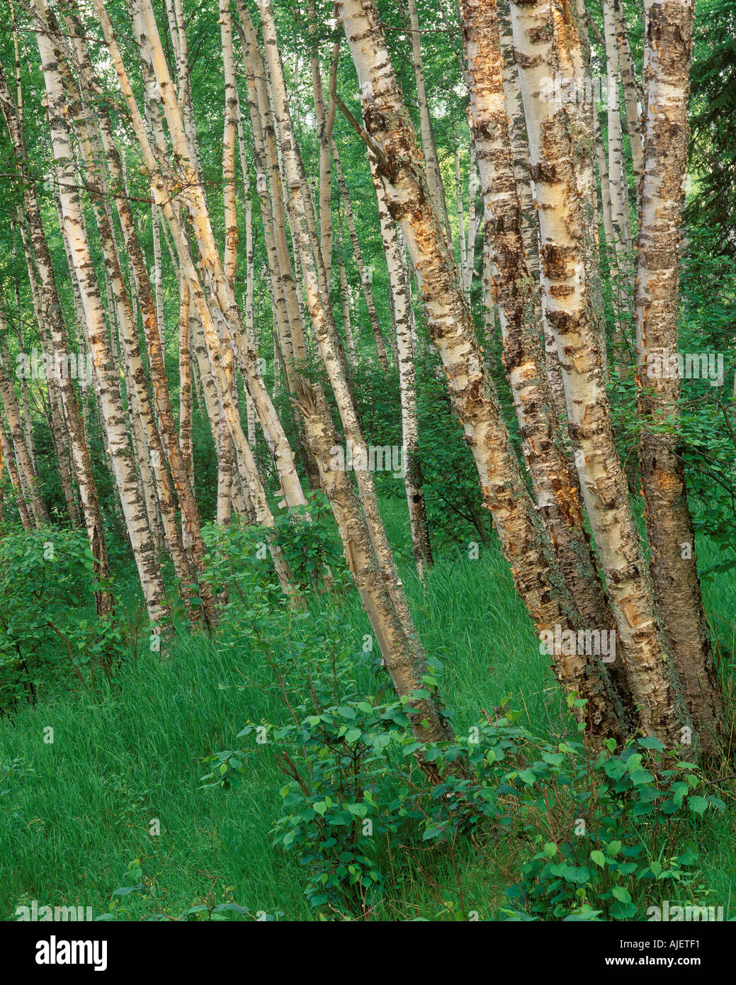 White birch forest in early sunlight Stock Photo - Alamy