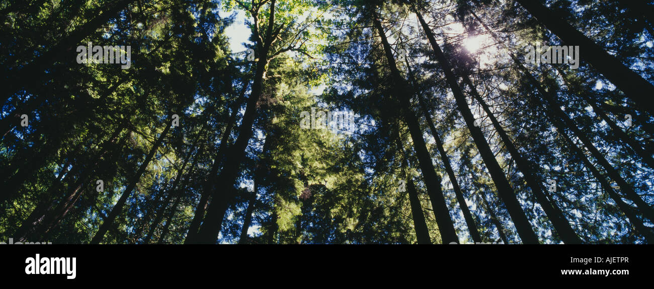 sun gleaming through trees Stock Photo - Alamy