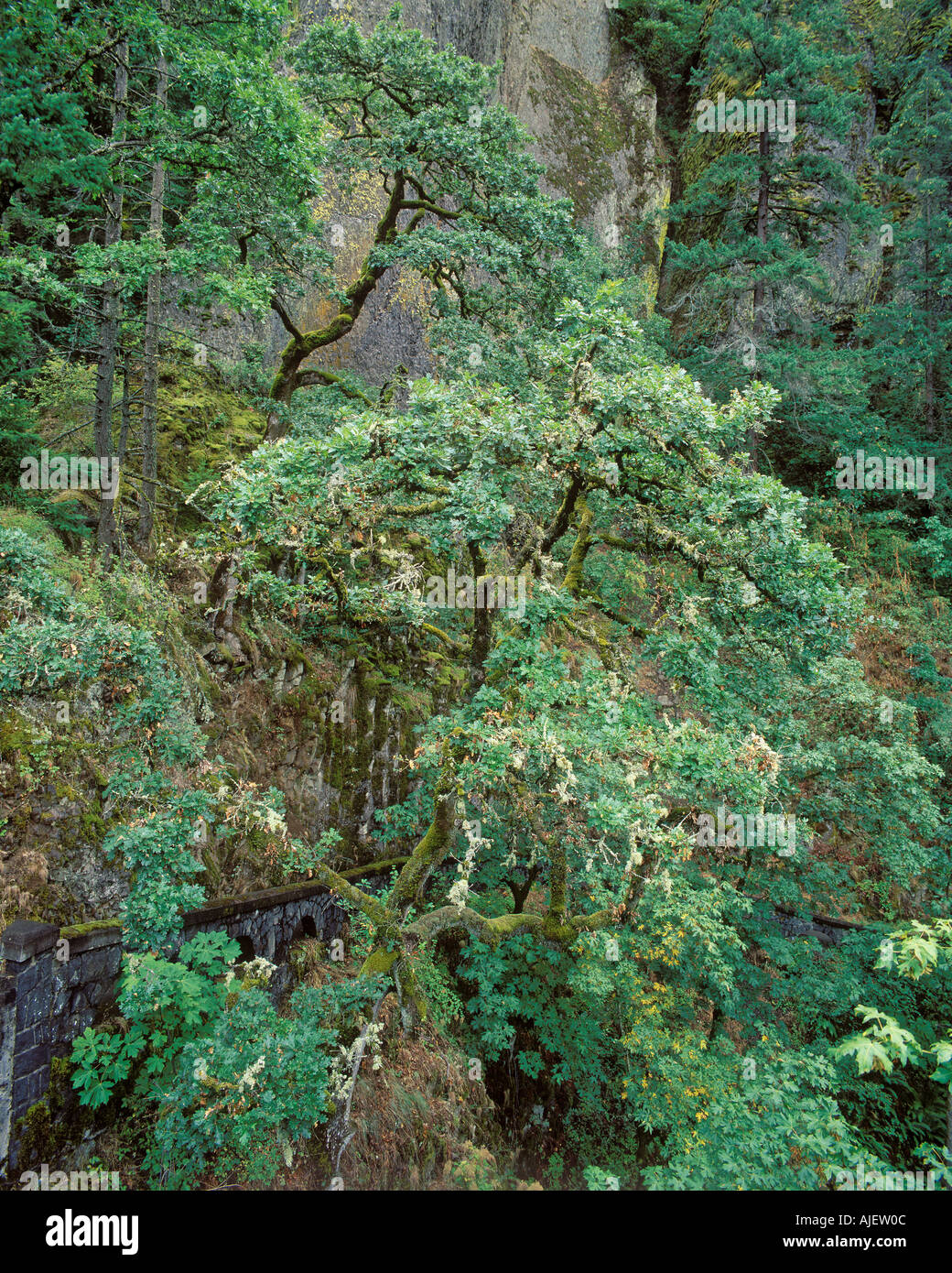 Sheppard Dell Columbia River Gorge National Scenic Area Oregon USA ...
