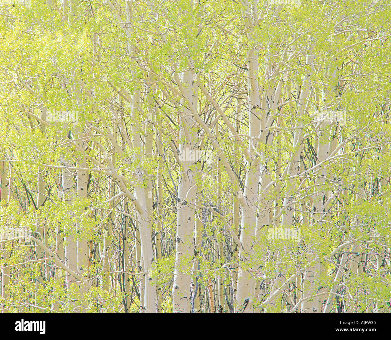 Cream lime forest green hi-res stock photography and images - Alamy
