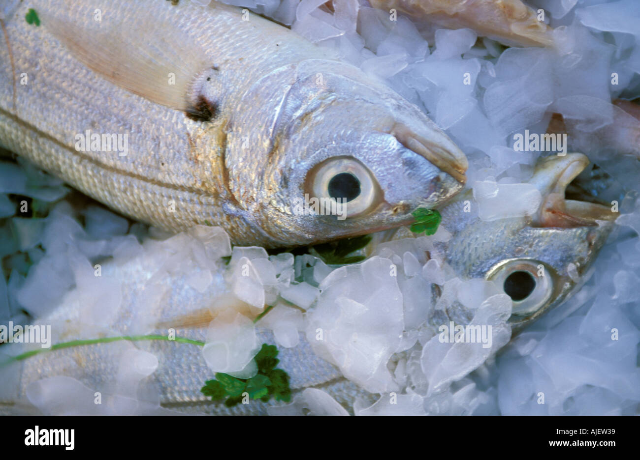 Essaouira fish on ice at the fish market Stock Photo - Alamy