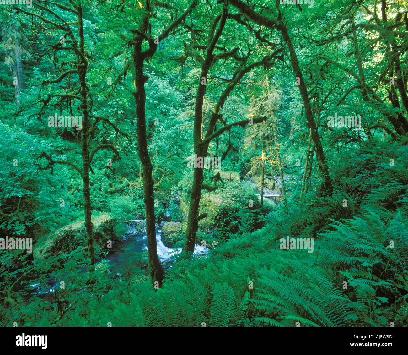 Silver hill state forest hi-res stock photography and images - Alamy