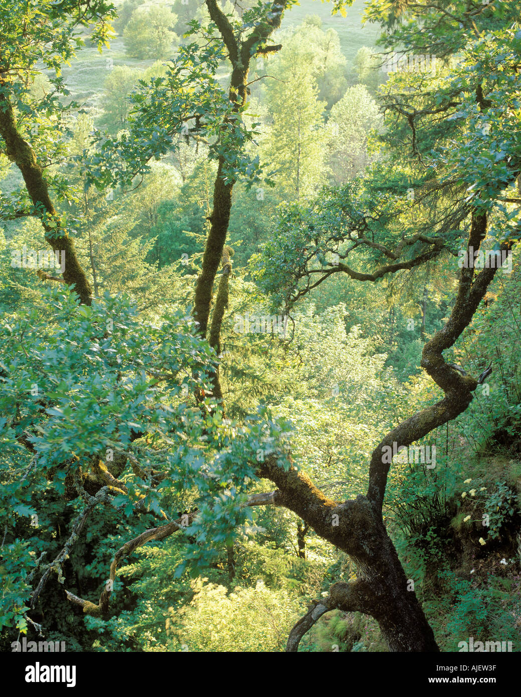 Backlit oak in late afternoon Stock Photo - Alamy