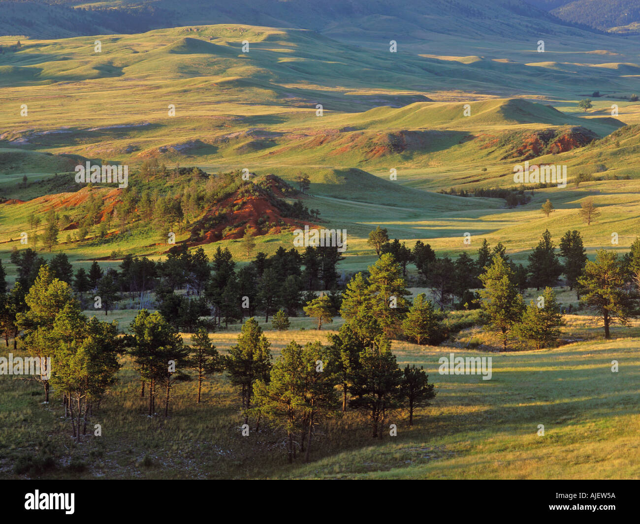 Land open short grass green hi-res stock photography and images - Alamy