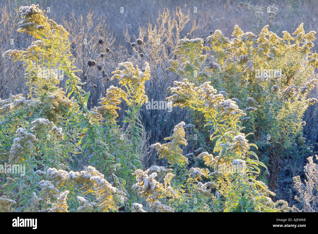 Frosty grassland texture hi-res stock photography and images - Alamy