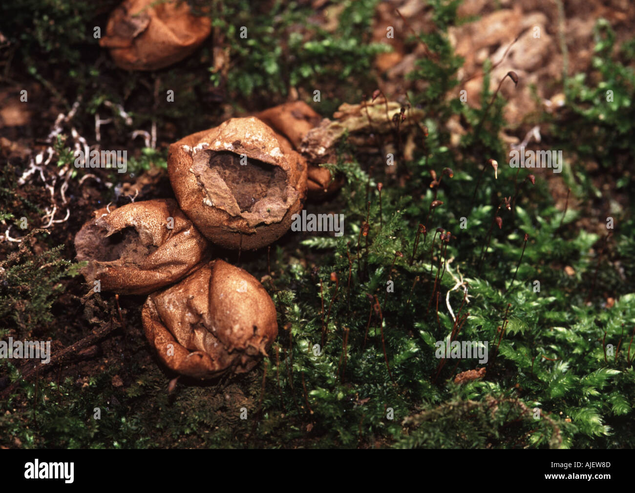 Puff Balls growing on rotting tree trunk Stock Photo - Alamy