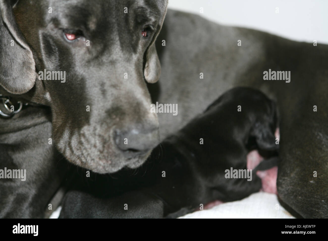 Great danes hi-res stock photography and images - Alamy