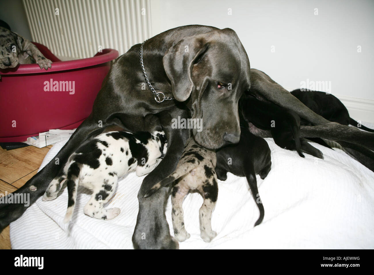 Great danes hi-res stock photography and images - Alamy