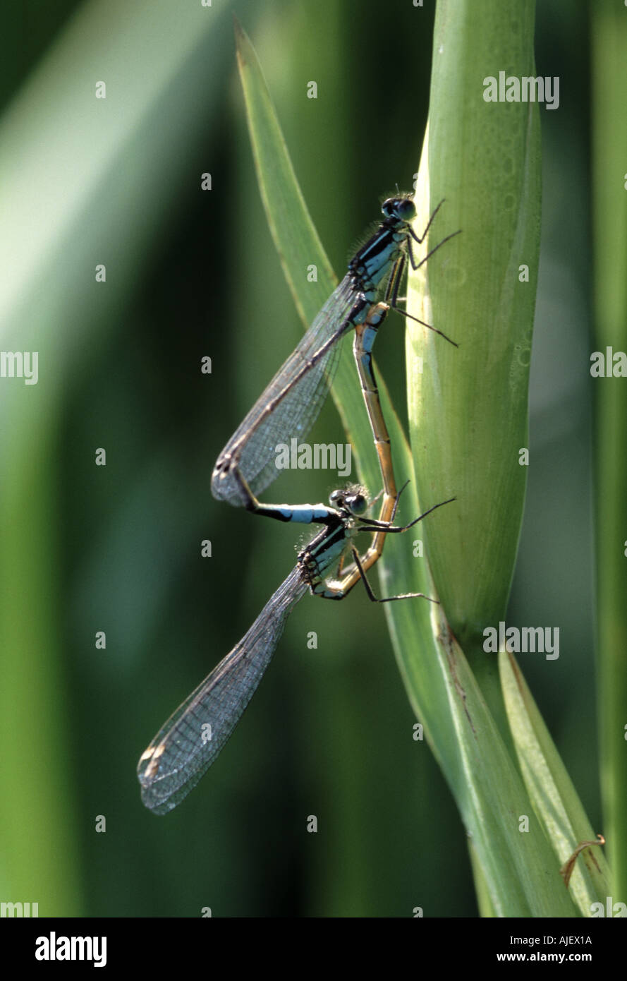 Damsel flies mating on reeds Stock Photo - Alamy