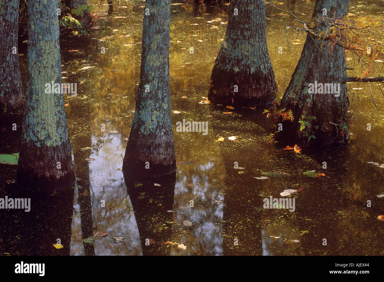 ancient tupelo swamp and sun Stock Photo - Alamy