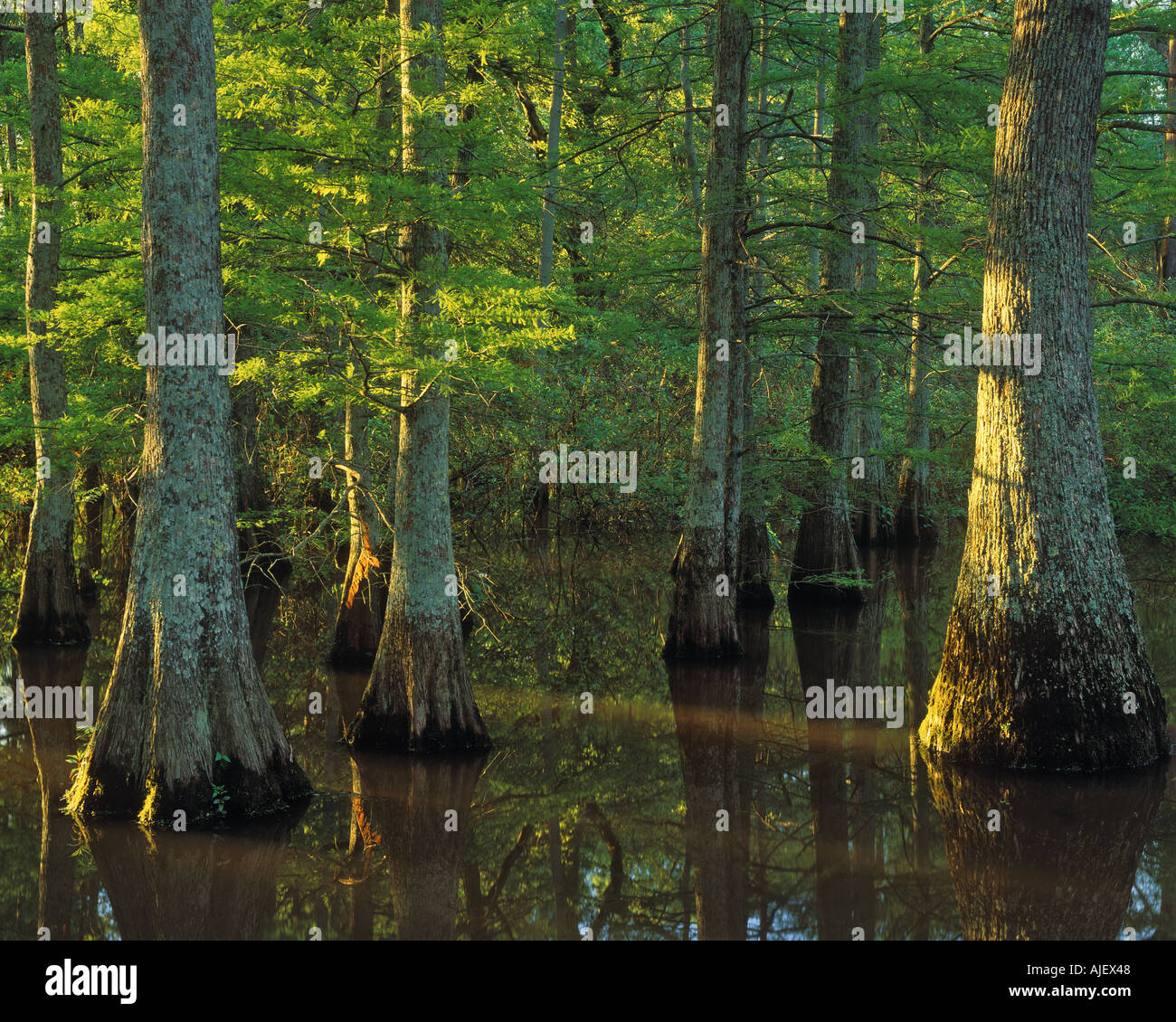 Primordial swamp hi-res stock photography and images - Alamy