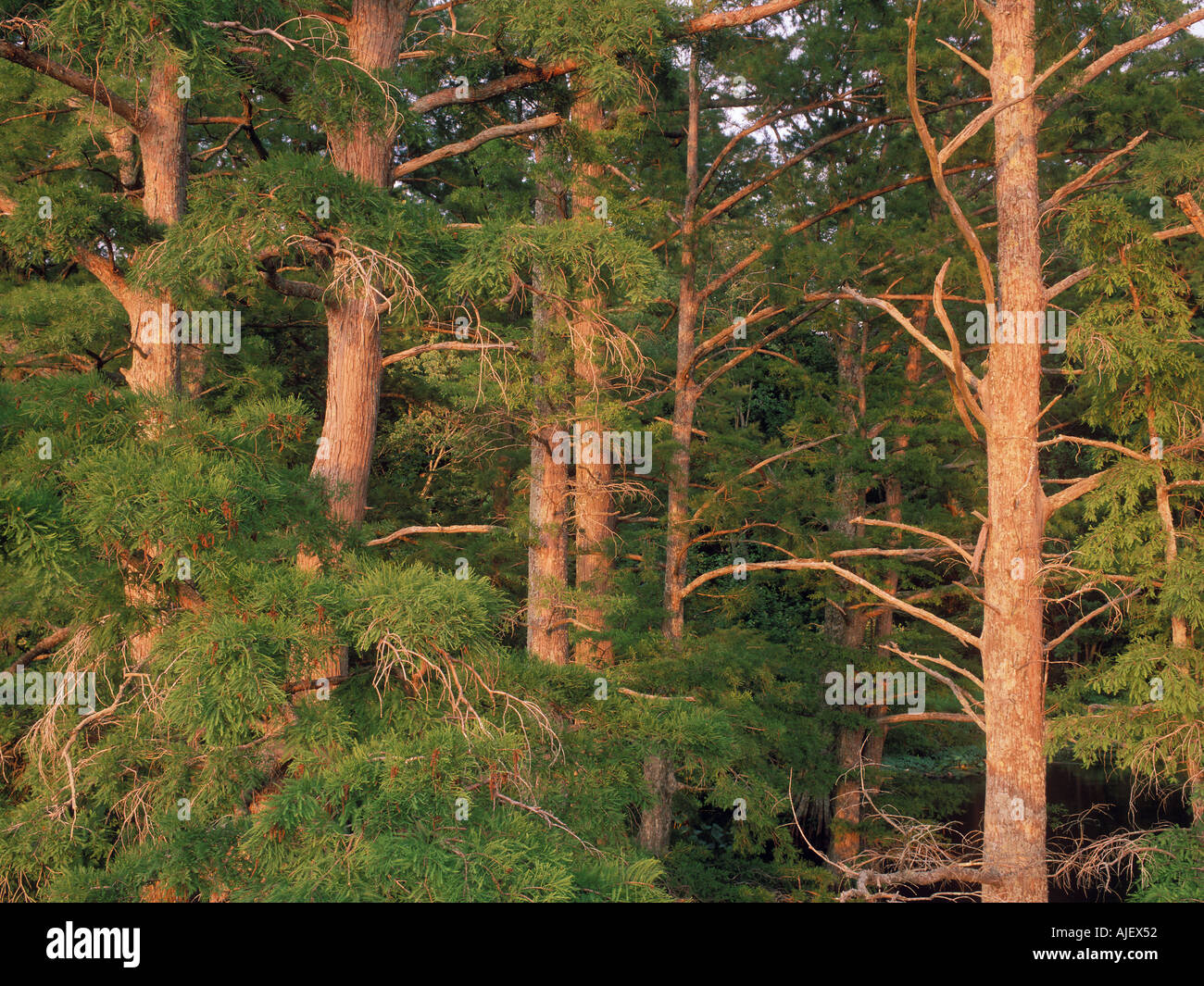 The ancient sun light and nature hi-res stock photography and images ...