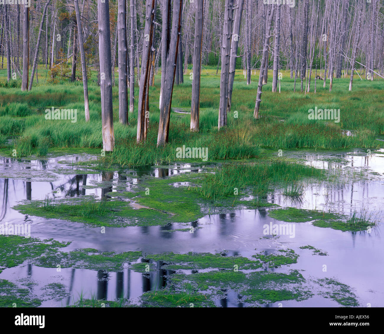 Black water swamp and drowned trees Stock Photo - Alamy