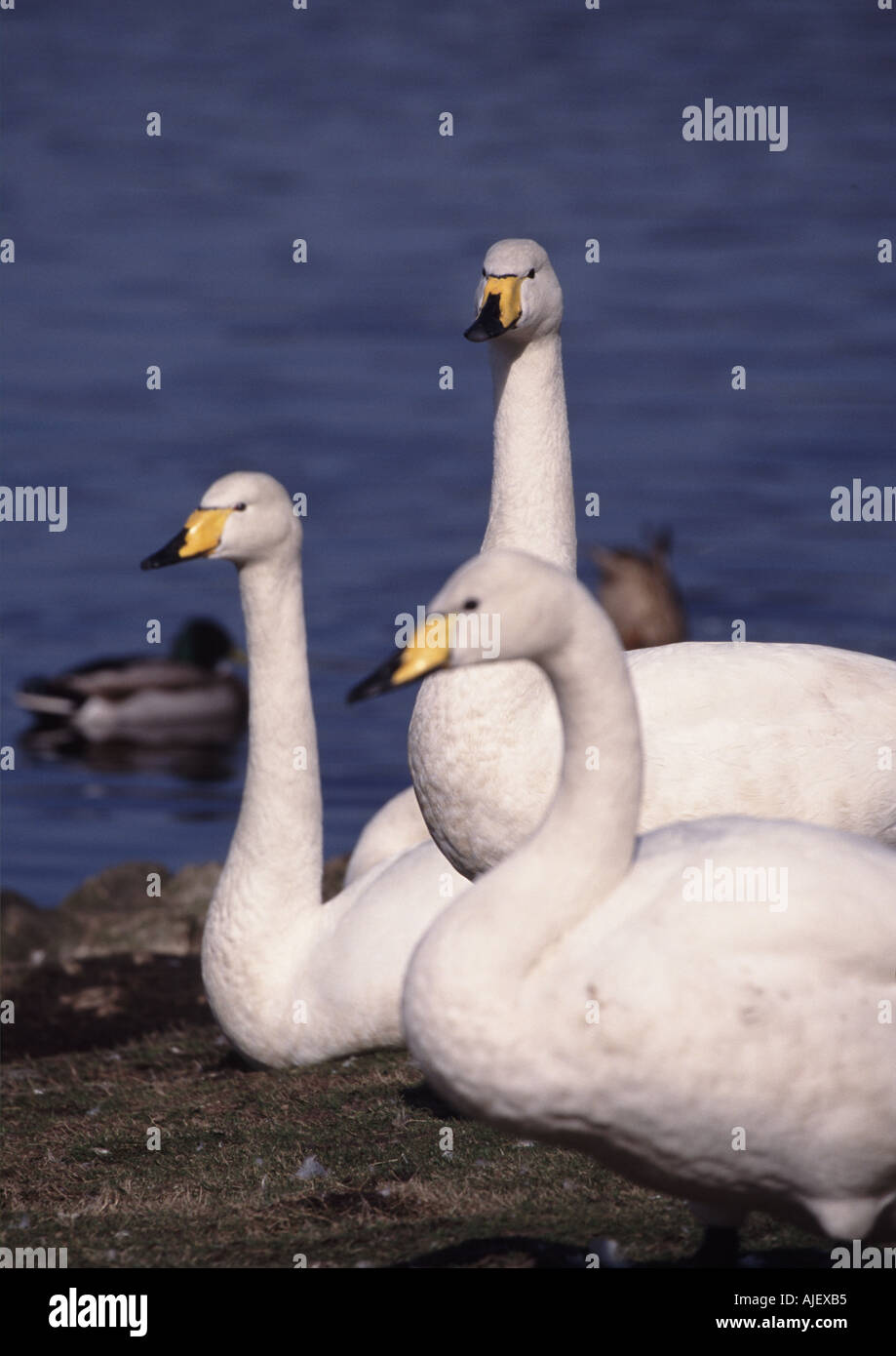 Swan trio hi-res stock photography and images - Alamy