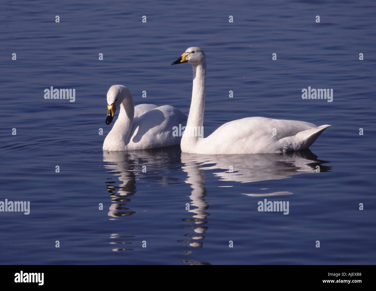 whooper swan mating display. Cygnus cygnus Stock Photo - Alamy