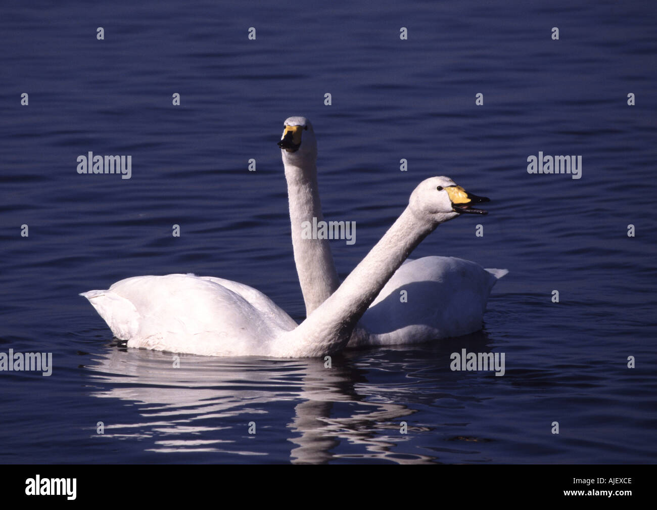 whooper swan mating display 2. Cygnus cygnus Stock Photo - Alamy