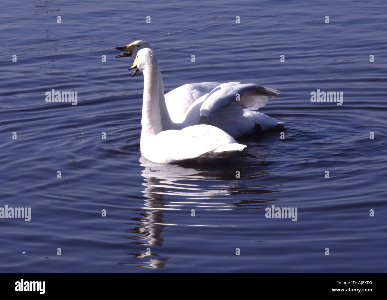 whooper swan mating display 3. Cygnus cygnus Stock Photo - Alamy