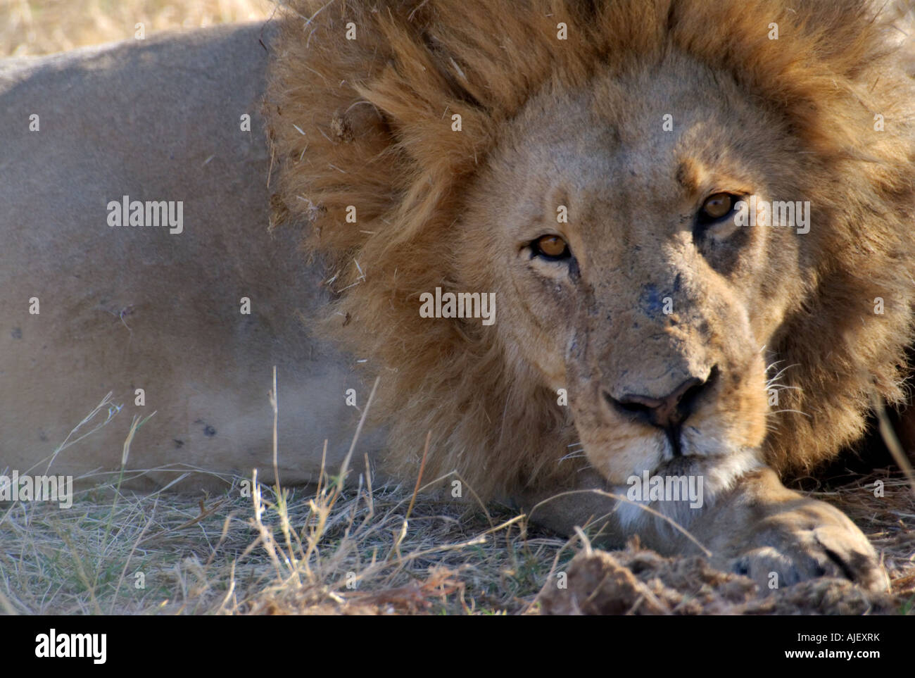 Male Lion Resting Stock Photo - Alamy