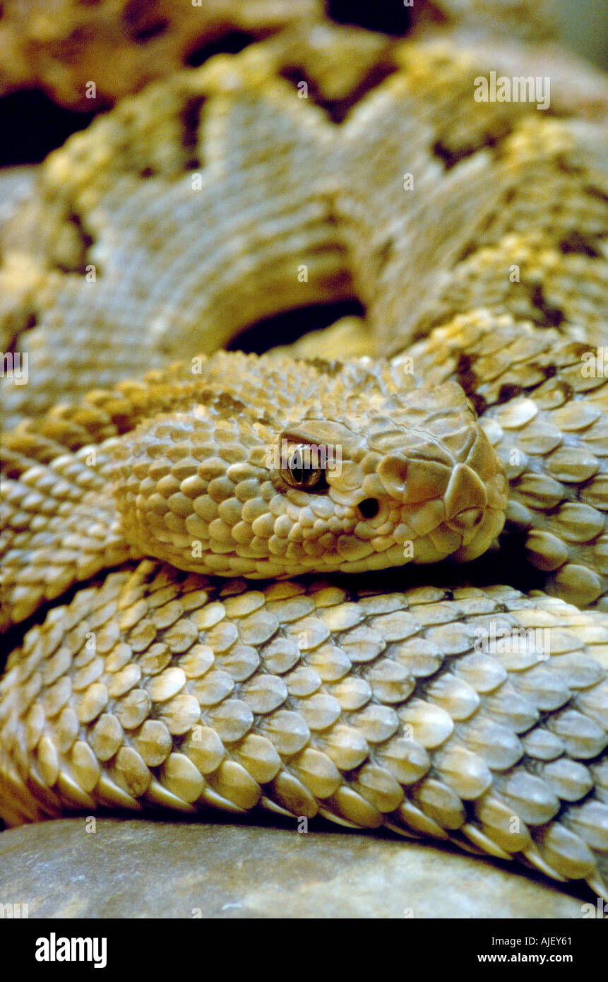 Aruba Island Rattlesnake Crotalus unicolor Stock Photo - Alamy