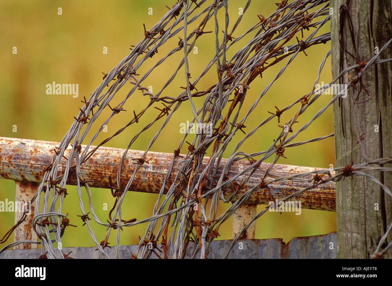 Barbed wire on farm gate Stock Photo - Alamy