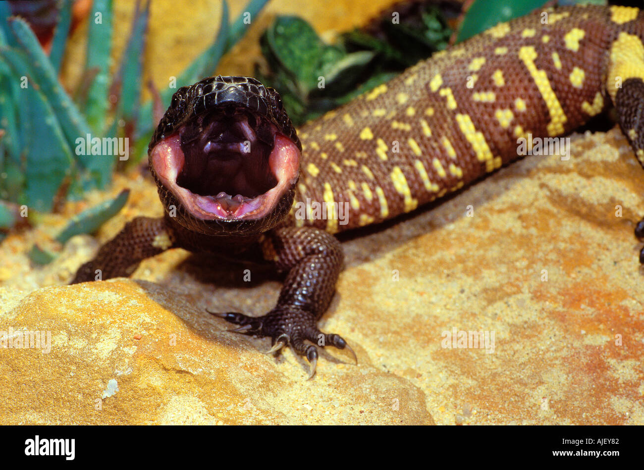 Rio Grijalva Beaded Lizard Heloderma horridum exasperatum Stock Photo ...