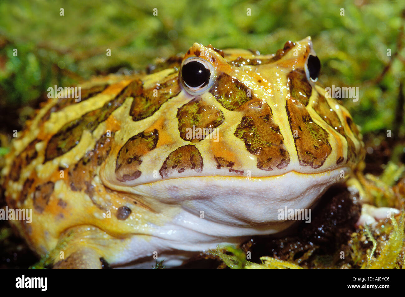 Argentine Horned Frog Ceratophrys ornata Stock Photo - Alamy