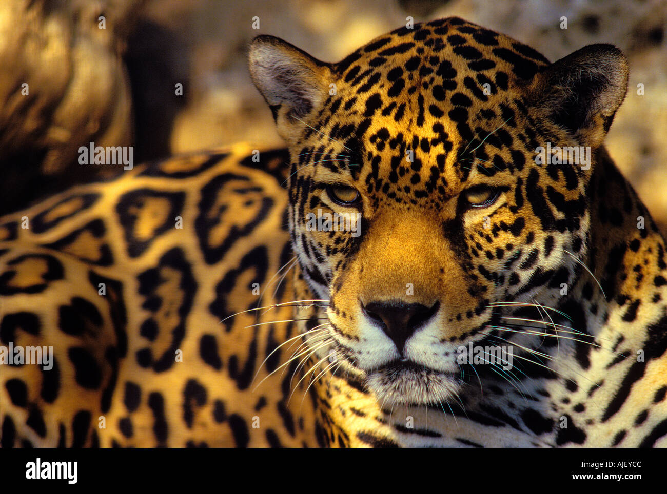 Close up portrait of a Jaguar Panthera Onca Stock Photo - Alamy