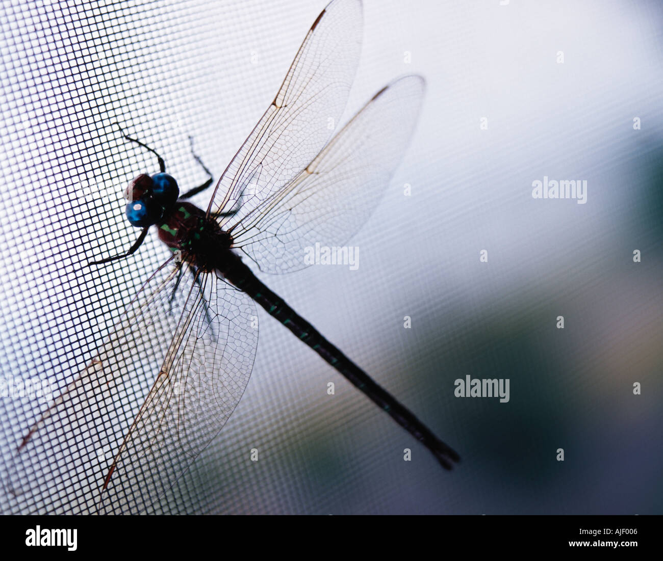Insects on screen hi-res stock photography and images - Alamy