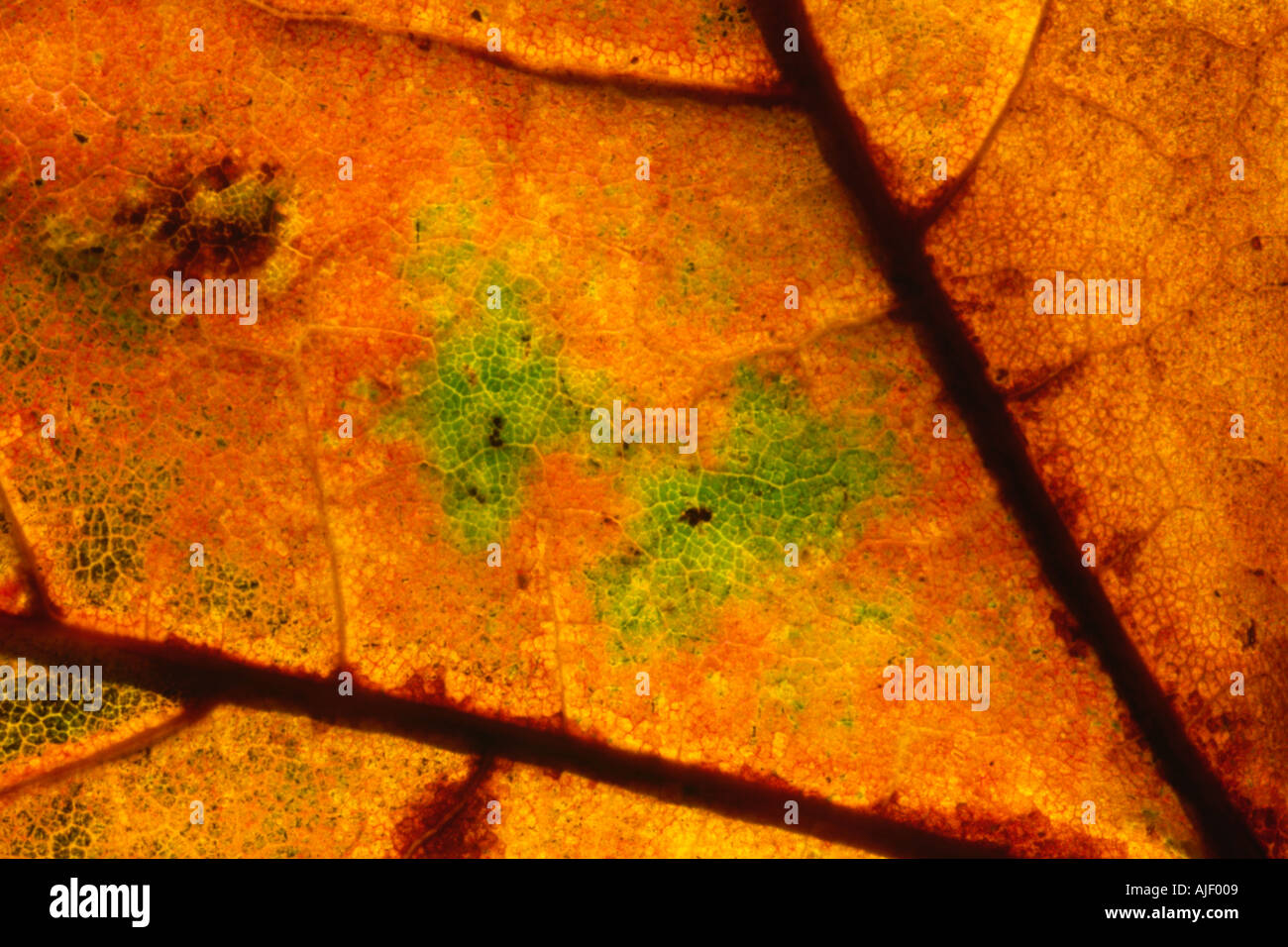 Close up detail of sycamore leaf Stock Photo - Alamy