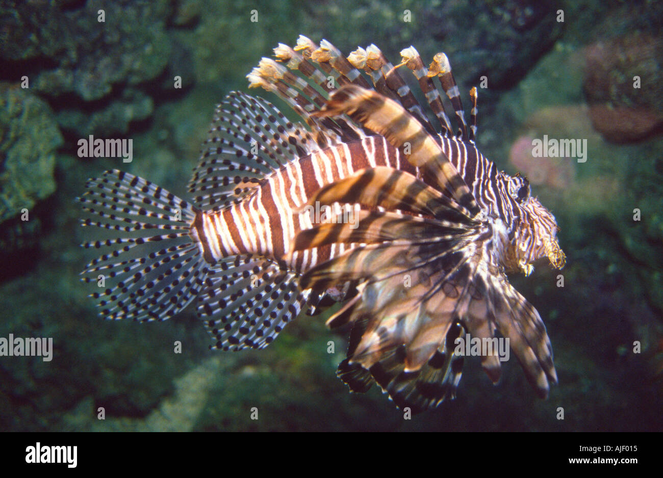 Lionfish (Pterois species), a fish of the tropical coral reefs of the ...