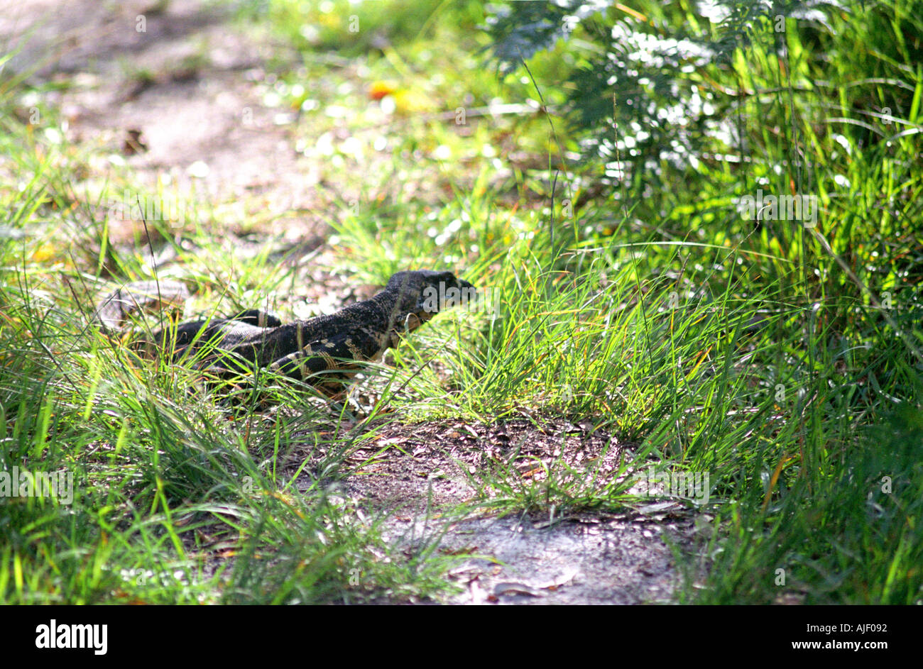 Australian goanna hi-res stock photography and images - Alamy