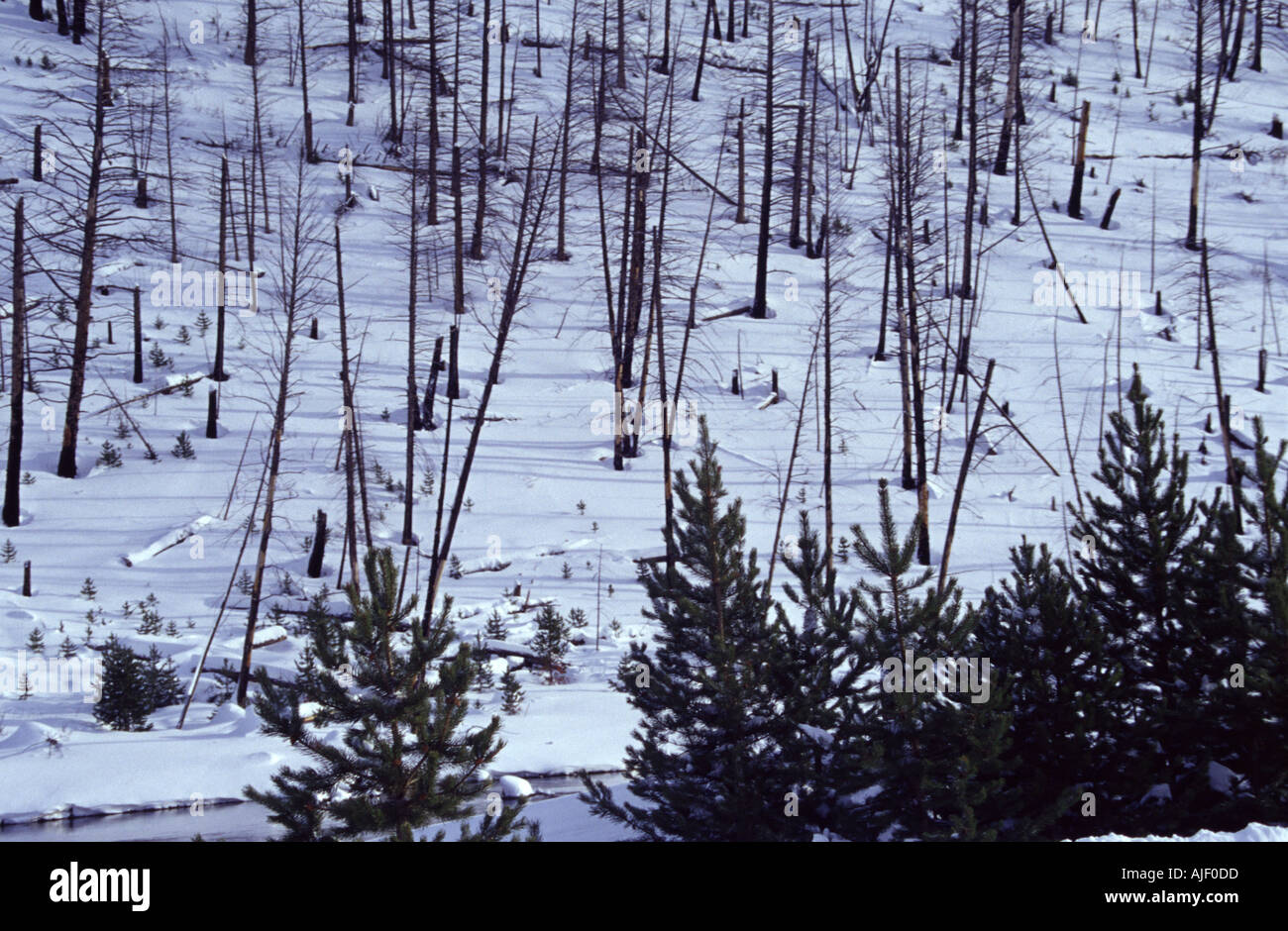 Yellowstone petrified forest hi-res stock photography and images - Alamy