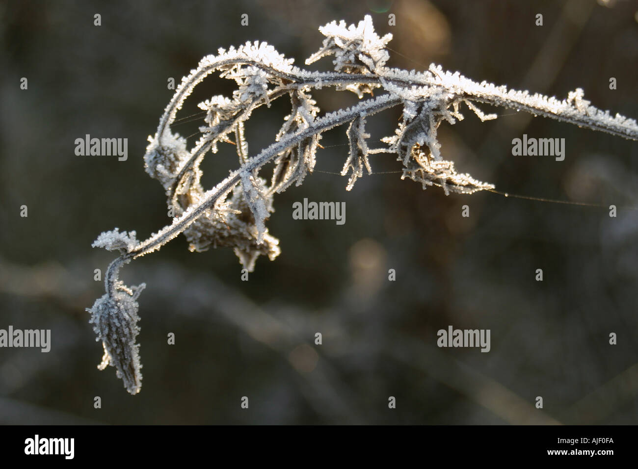 Hard frost on grasses Morning sun Stock Photo - Alamy