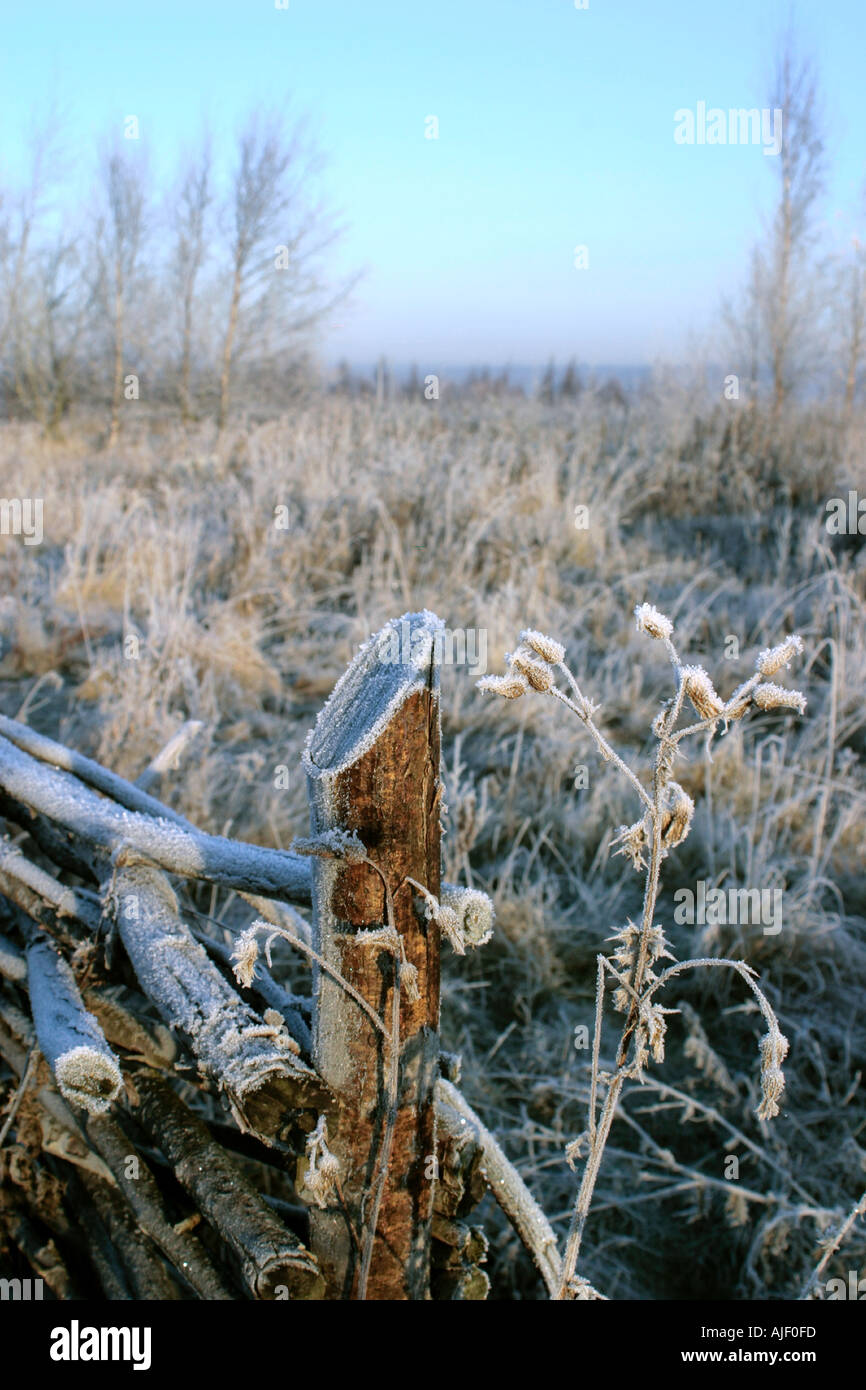 Hard frost on grasses and fence Morning sun Stock Photo - Alamy