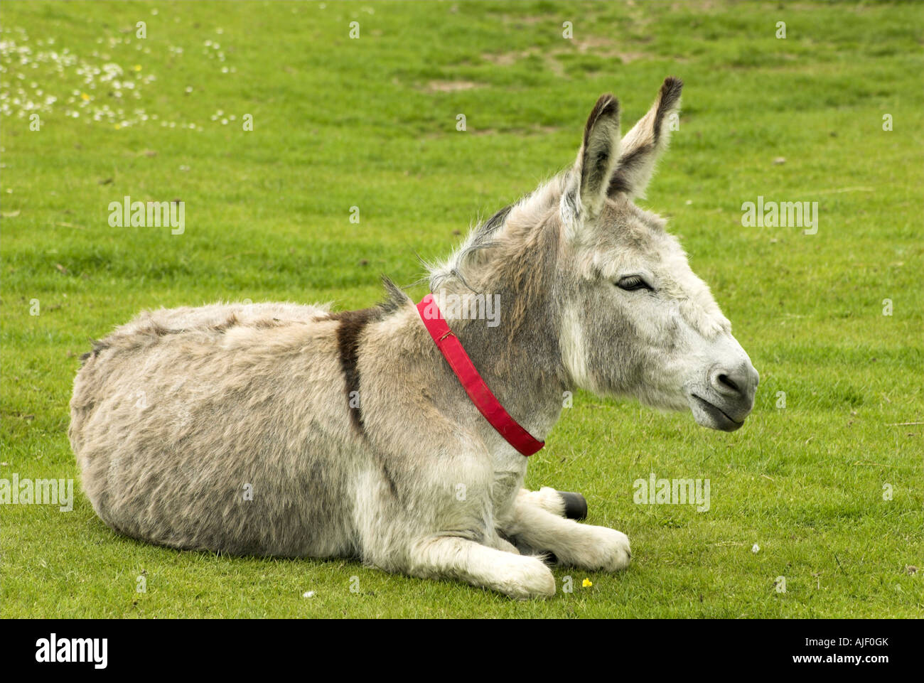 A donkey sitting quietly in morning sunshine Stock Photo - Alamy