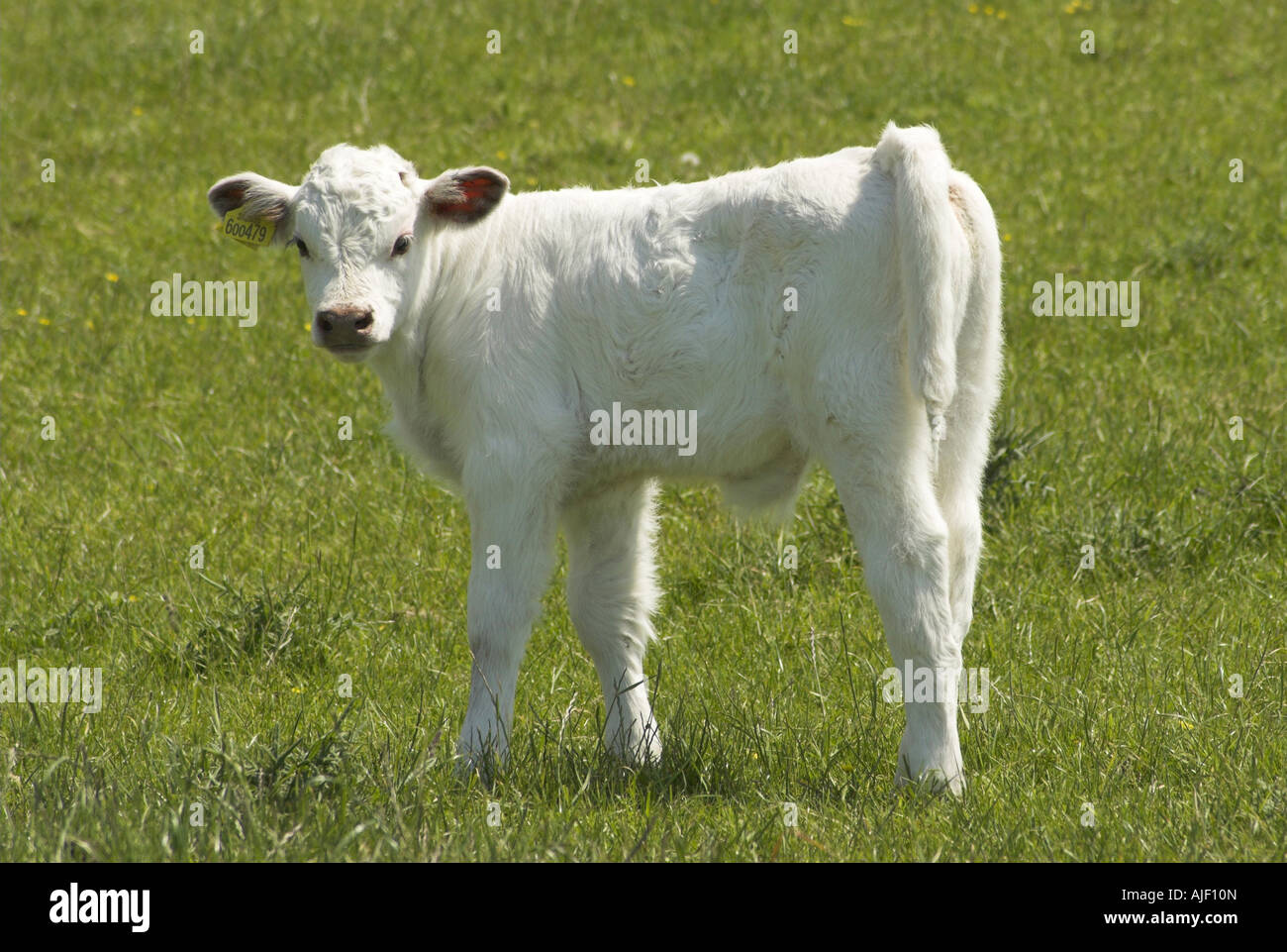 A White calf in mid-day sun Stock Photo - Alamy