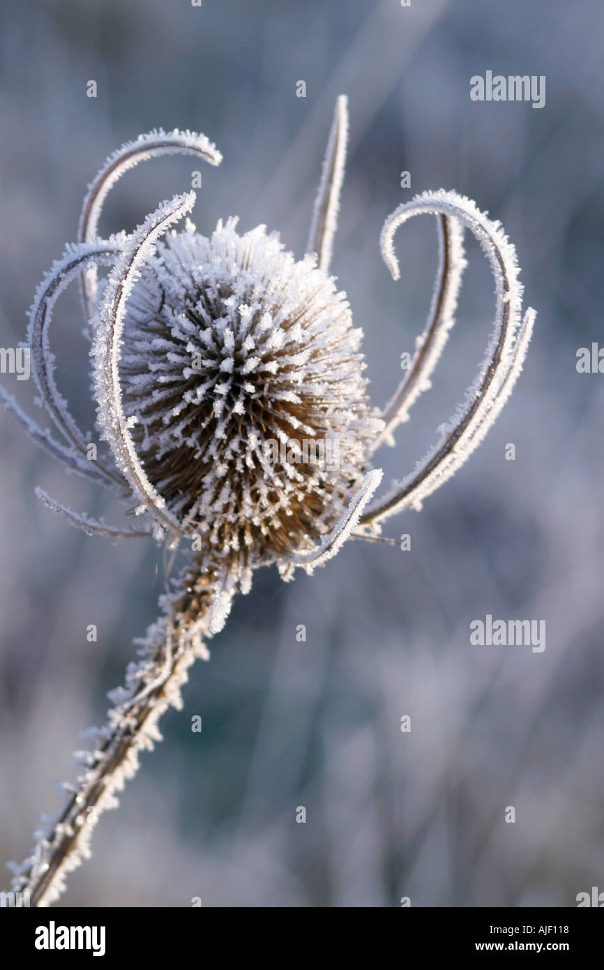 Teazle with hard frost Stock Photo - Alamy
