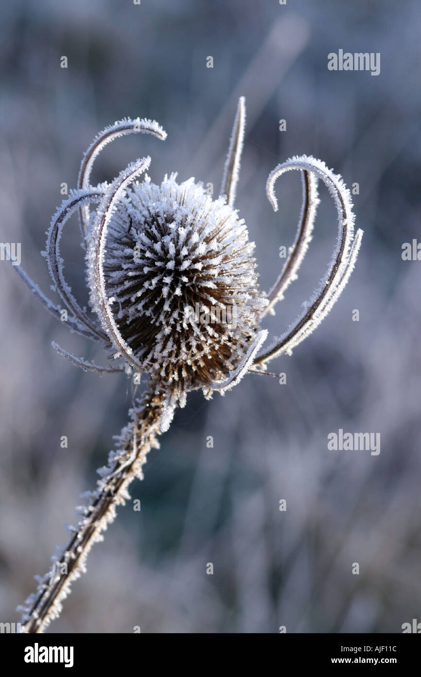Teazle hi-res stock photography and images - Alamy