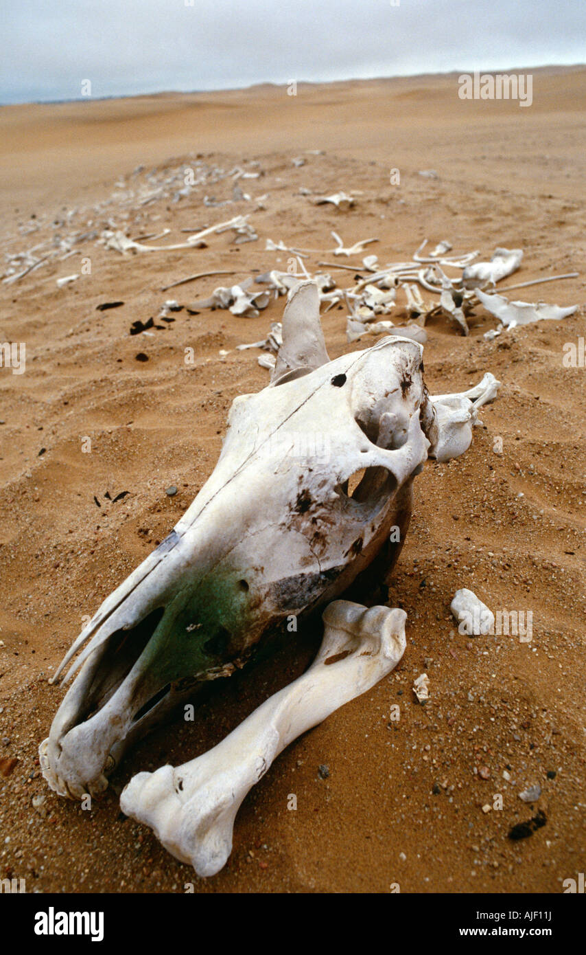 Animal Skull in Desert, Namibia, Africa Stock Photo - Alamy
