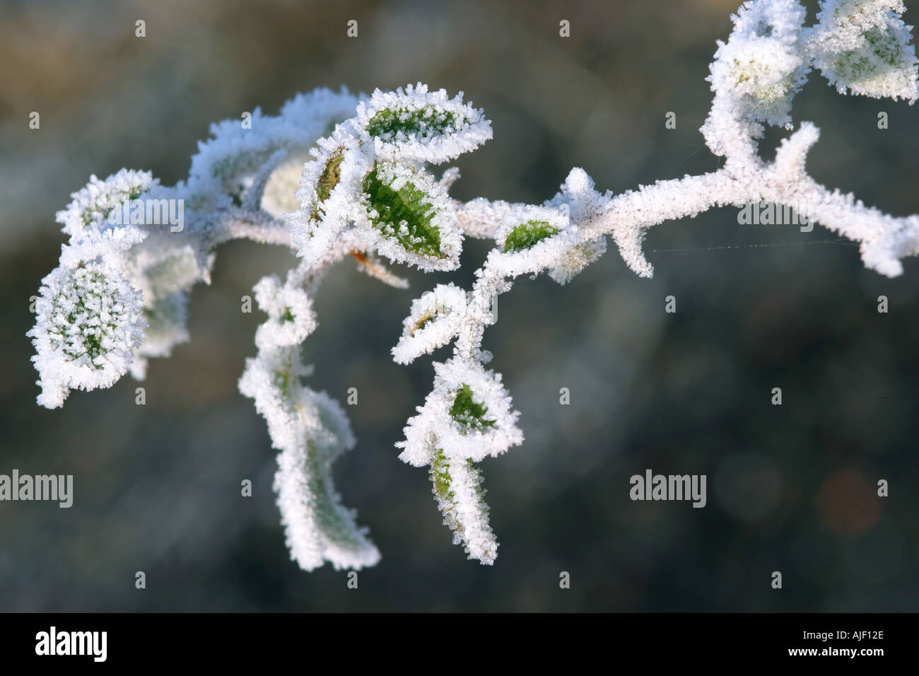 Ice frosted leaves hi-res stock photography and images - Alamy