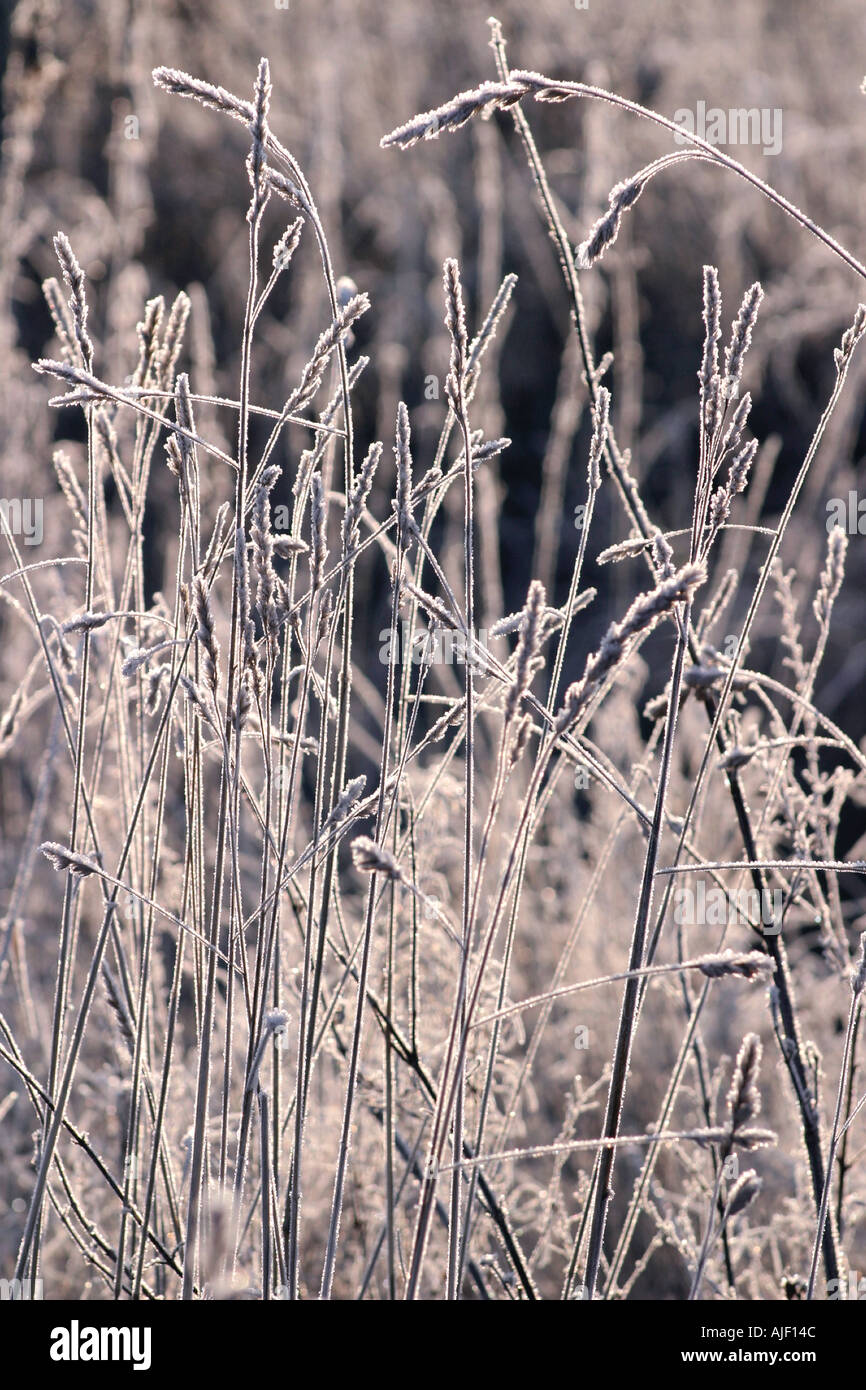 Winter grasses with hard frost and morning sun Stock Photo - Alamy
