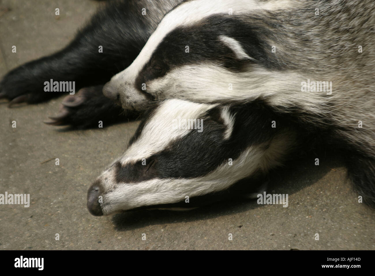 Sleeping badger hi-res stock photography and images - Alamy